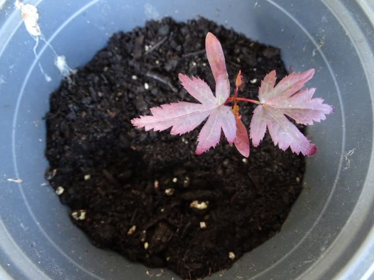 How To Grow And Care For Japanese Maples According To Agustin Coello ...