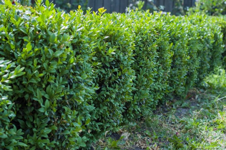Two Expert Buxus Growers Explain How To Care For Box Hedgerows And ...