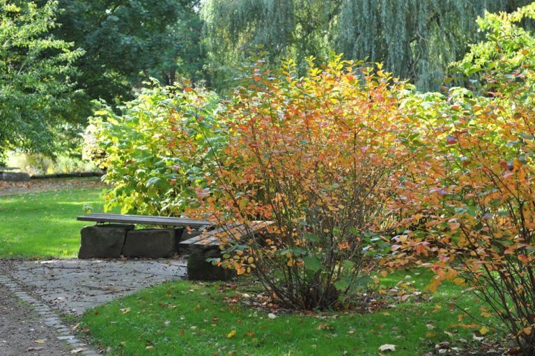 Snowy Mespilus - How To Grow Amelanchier Lamarckii With Katherine ...