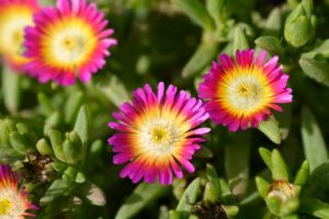 Delosperma Growing Advice From The Experts - 'They Require Little Care ...