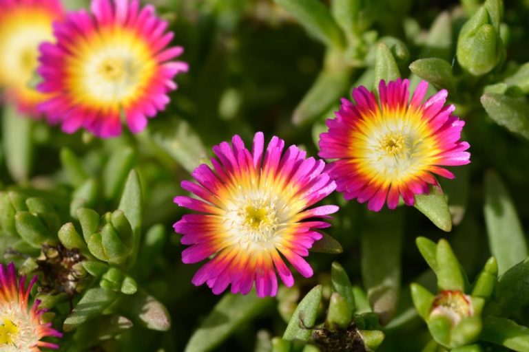 Delosperma Growing Advice From The Experts - 'They Require Little Care ...