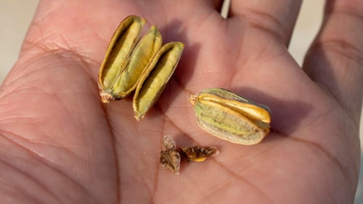 Succulent Specialists Share Their Favourite Ways To Propagate New Aloe ...