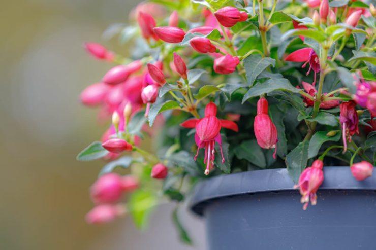 Fuchsia Growers' 7 Tips For Growing Vertically With Hanging Baskets ...
