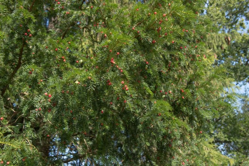 Yew Pruning By Type: 'Plants Clipped Very Tightly Tend To Experience ...