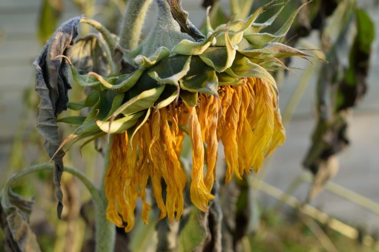 Transplant Shock And Underwatering: 6 Common Reasons For Drooping ...