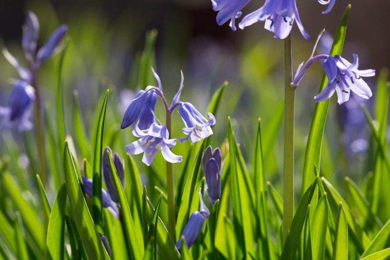 "There's More Than Just Bluebells" - Choosing 12 Blue Coloured ...