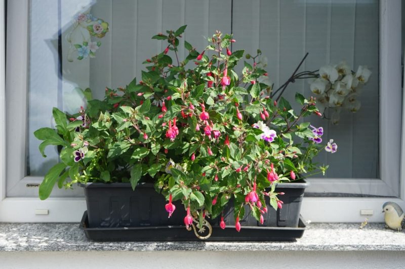 Tender Fuchsia (H1-H3 Rated) Will Need Overwintering: Follow These 6 ...