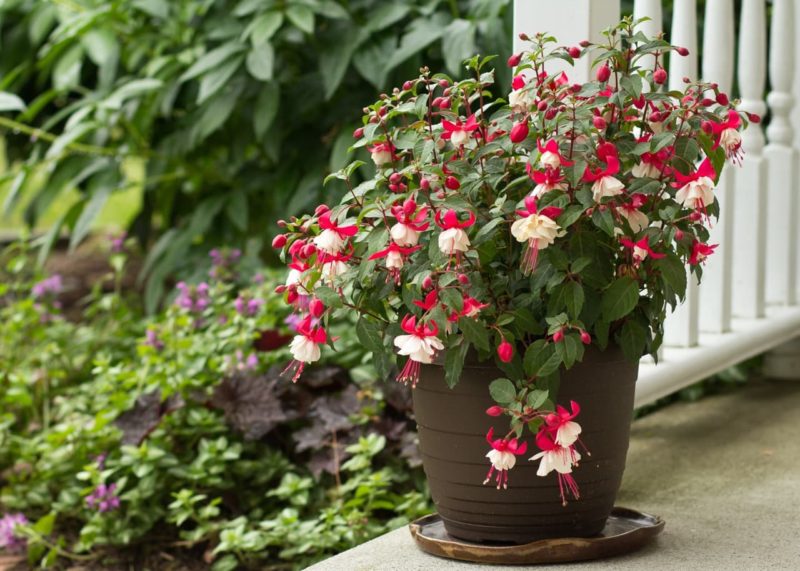 Fuchsia Plants Are Tailor-Made For Container Growing, But Don't Scrimp ...