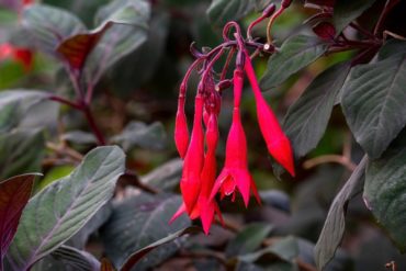Gail Barber On Fuchsia Propagation In Early Spring: 'It's Easy, Quick ...