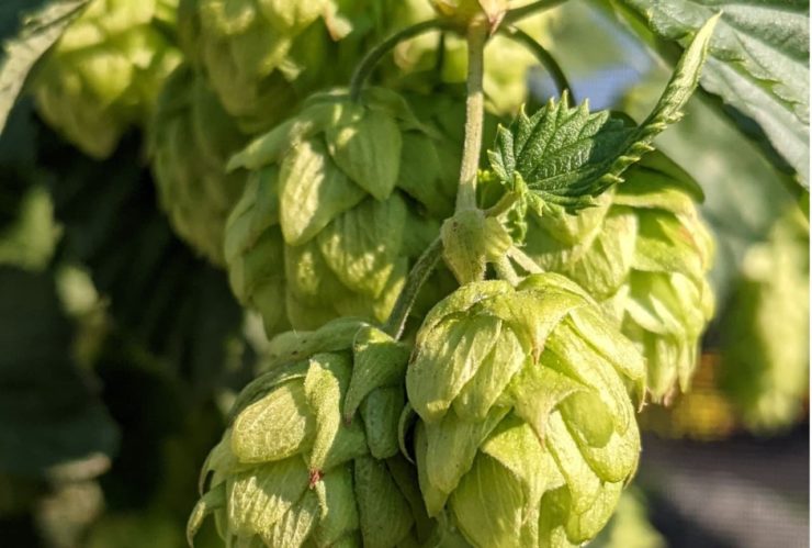 Exploring 15 Types Of Hops With The Owner Of This Canterbury Hops ...