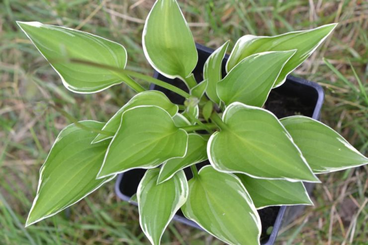 Hosta Nursery Managers Share Their 20 Favourite Varieties To Grow ...