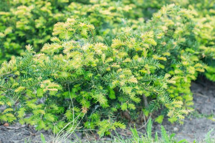 Expert Tips For Growing Yew: This Native Provides Form And Structure ...