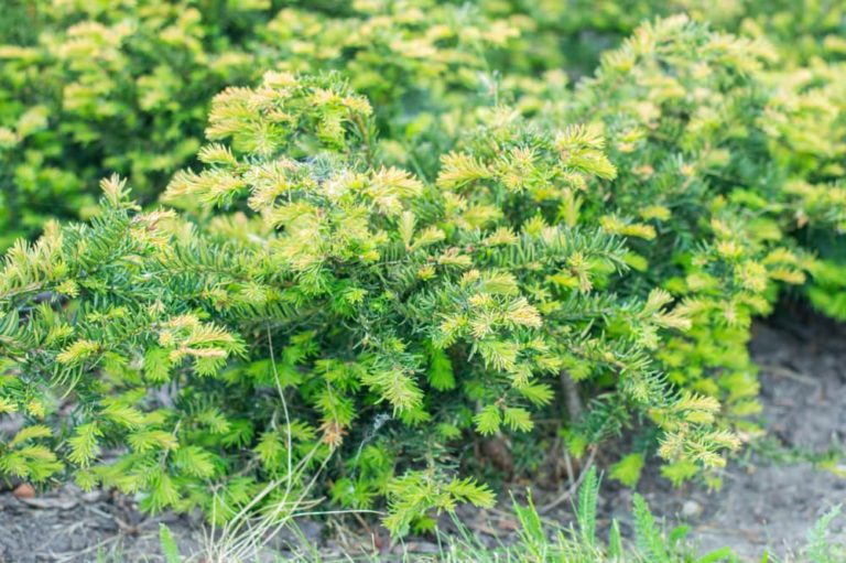 Expert Tips For Growing Yew: This Native Provides Form And Structure ...