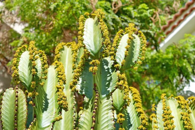14 Excellent Euphorbia Varieties | Horticulture Magazine