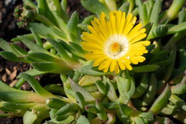 Delosperma Growing Advice From The Experts - 'They Require Little Care ...