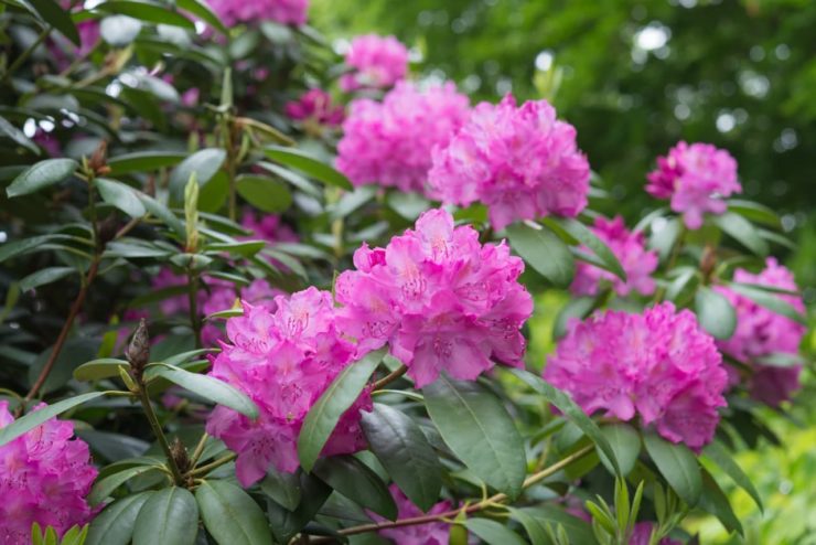 Feeding Tips For Rhododendron: 'Replace The Top 5cm Of Growing Medium ...