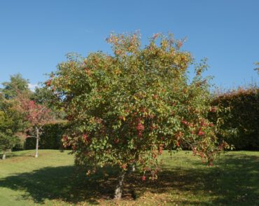 5 Apple Tree Training Methods With Advice From Sheffield Fruit Trees ...