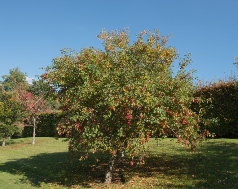5 Apple Tree Training Methods | Horticulture Magazine
