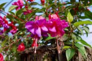 Fuchsia Growers' 7 Tips For Growing Vertically With Hanging Baskets ...