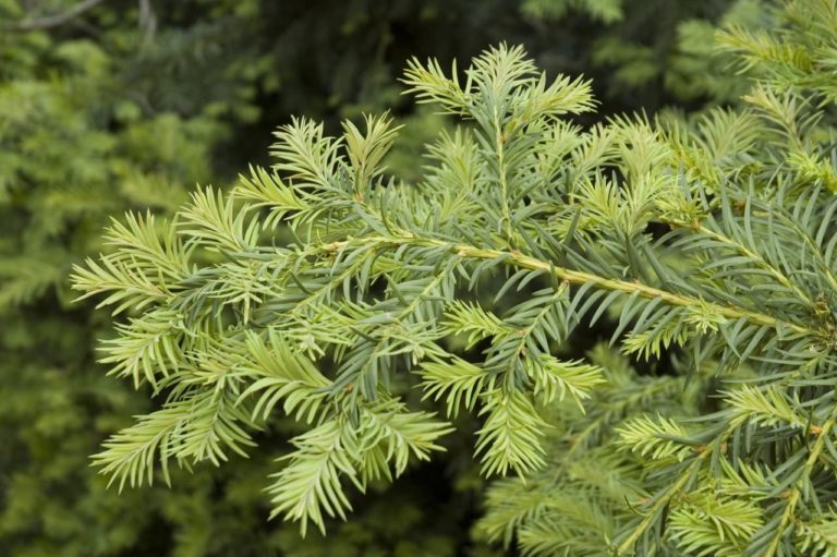Yew Pruning By Type: 'Plants Clipped Very Tightly Tend To Experience ...