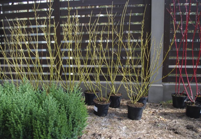 Growing Dogwood In Pots? These Are Horticulturists' 7 Key ...