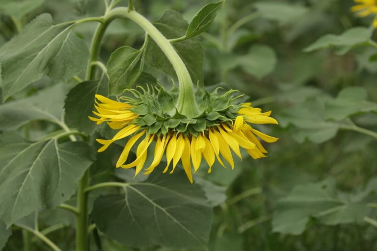 Transplant Shock And Underwatering: 6 Common Reasons For Drooping ...