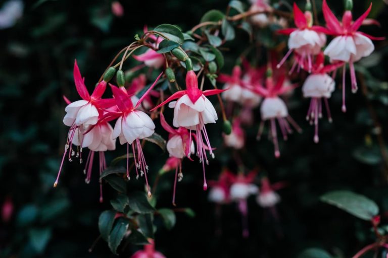 Fuchsia Society Members Share 20 Types They Love The Most ...
