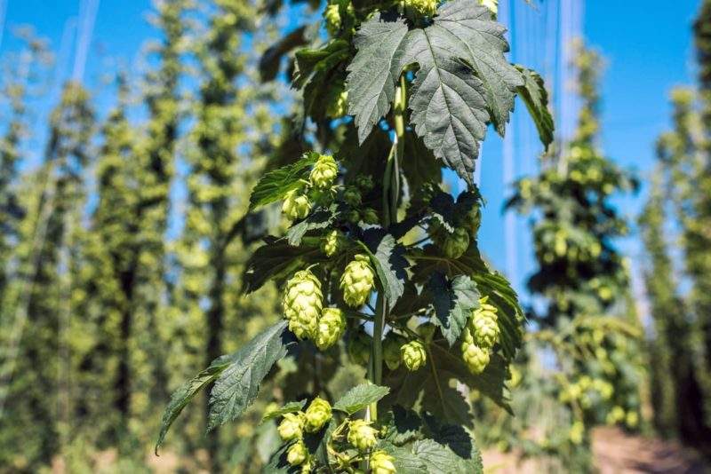 Exploring 15 Types Of Hops With The Owner Of This Canterbury Hops ...