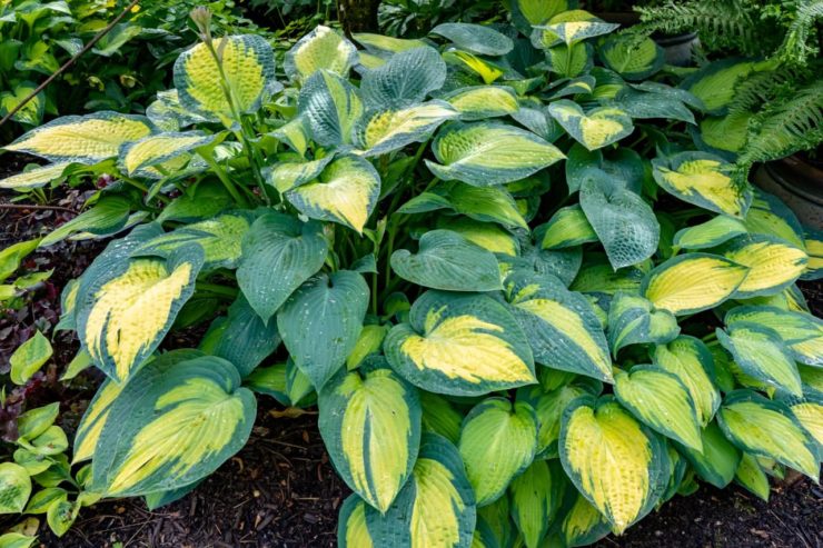 Hosta Nursery Managers Share Their 20 Favourite Varieties To Grow ...