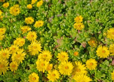 Delosperma Growing Advice From The Experts - 'They Require Little Care ...
