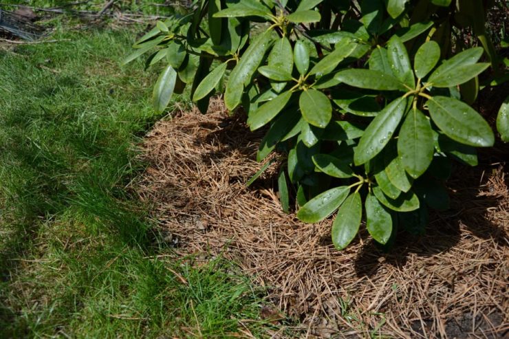 Feeding Tips For Rhododendron: 'Replace The Top 5cm Of Growing Medium ...