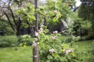 5 Apple Tree Training Methods With Advice From Sheffield Fruit Trees ...