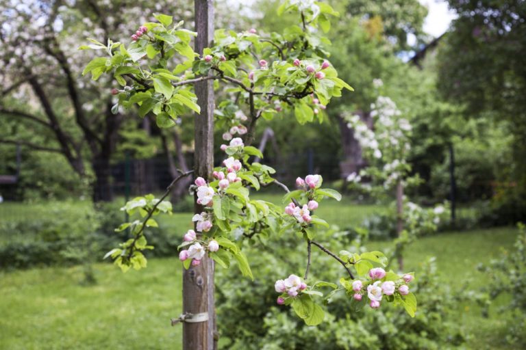5 Apple Tree Training Methods | Horticulture Magazine