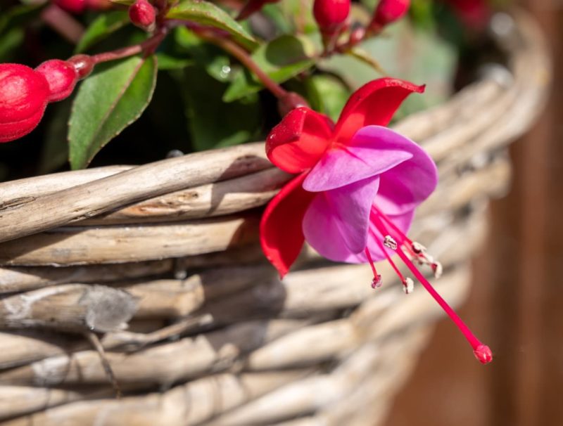 Fuchsia Growers' 7 Tips For Growing Vertically With Hanging Baskets ...