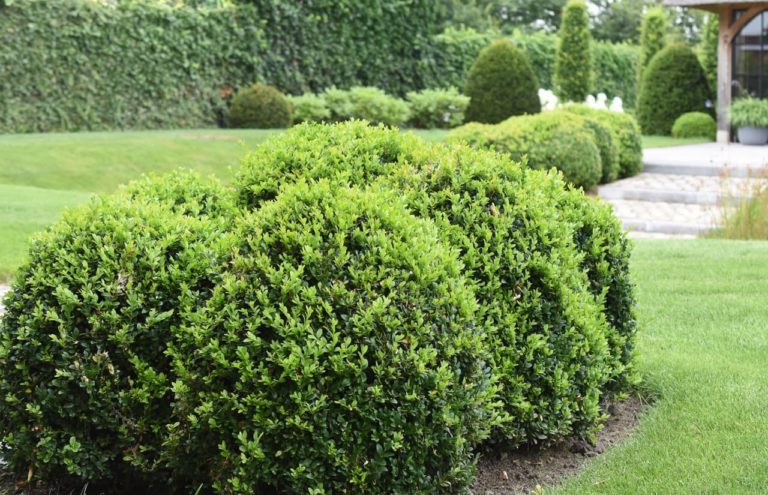 How & When To Feed Buxus (Box) | Horticulture.co.uk