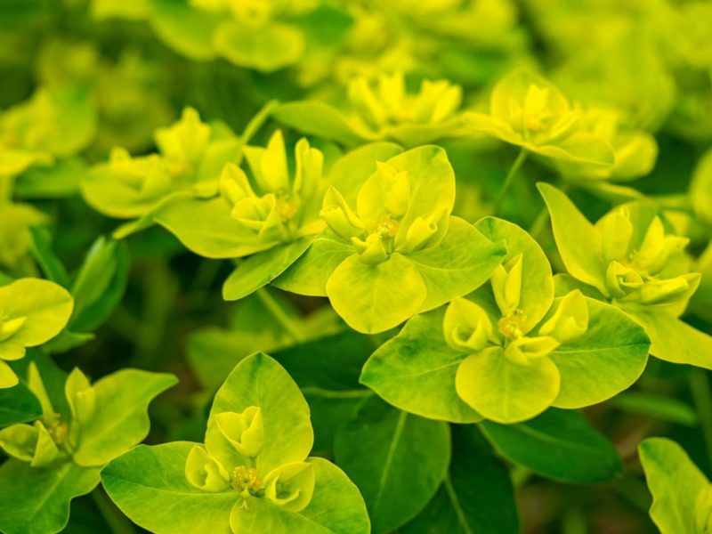 14 Excellent Euphorbia Varieties | Horticulture Magazine