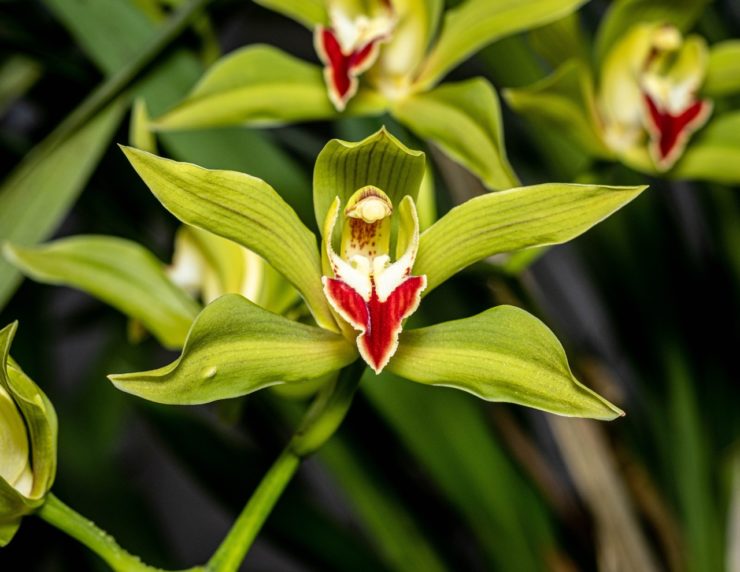 20 Stunning Orchid Varieties For The Home | Horticulture.co.uk