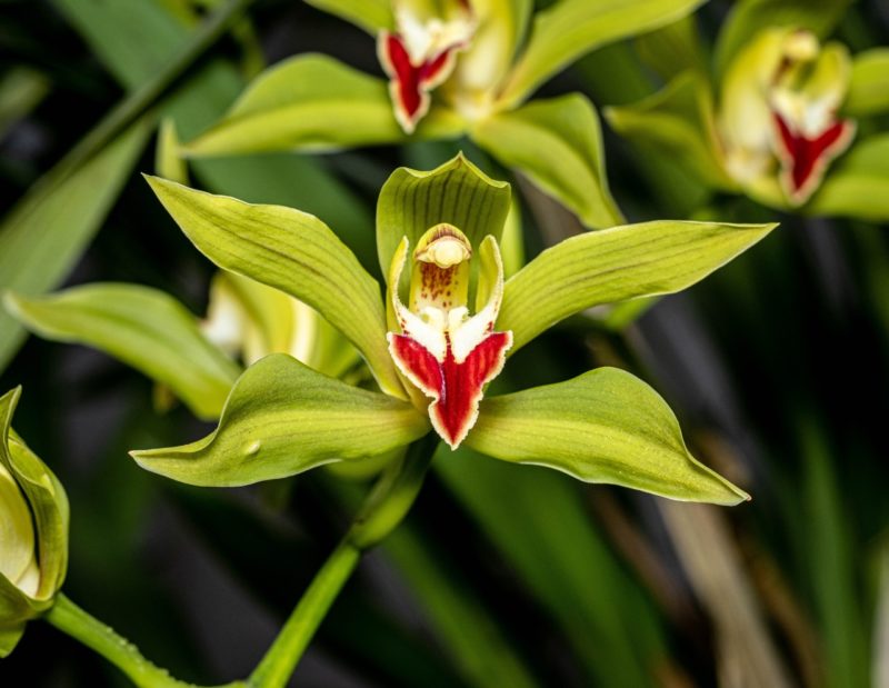 20 Stunning Orchid Varieties For The Home | Horticulture.co.uk