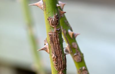 Specialist Rose Growers Share 9 Common Growing Problems And Their ...