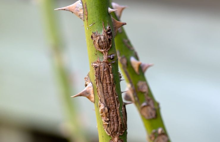 Specialist Rose Growers Share 9 Common Growing Problems And Their ...