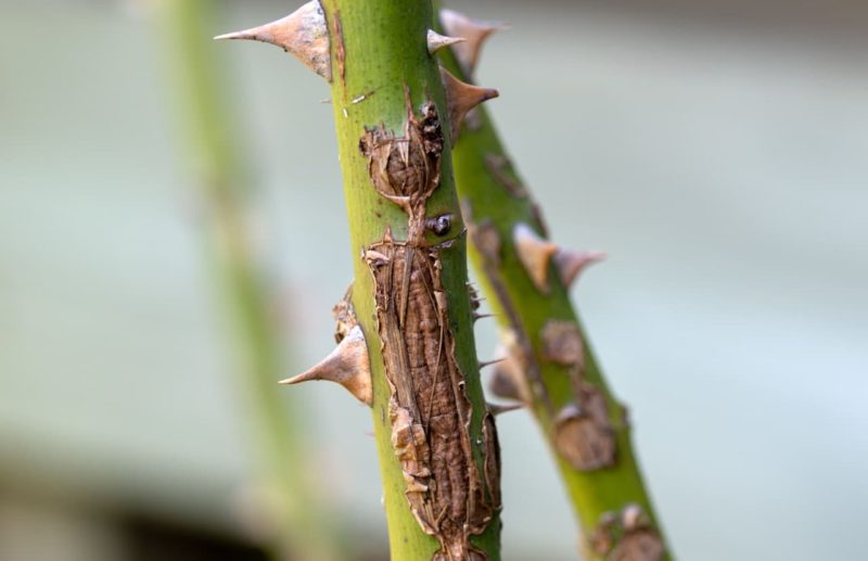 Specialist Rose Growers Share 9 Common Growing Problems And Their ...