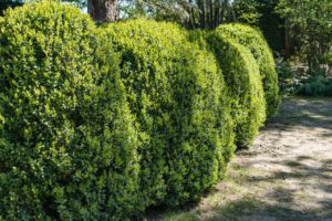Two Expert Buxus Growers Explain How To Care For Box Hedgerows And ...