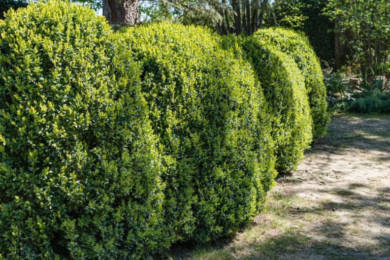 Two Expert Buxus Growers Explain How To Care For Box Hedgerows And ...