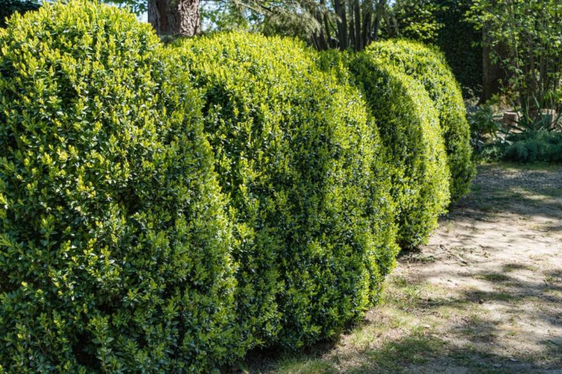 Two Expert Buxus Growers Explain How To Care For Box Hedgerows And ...
