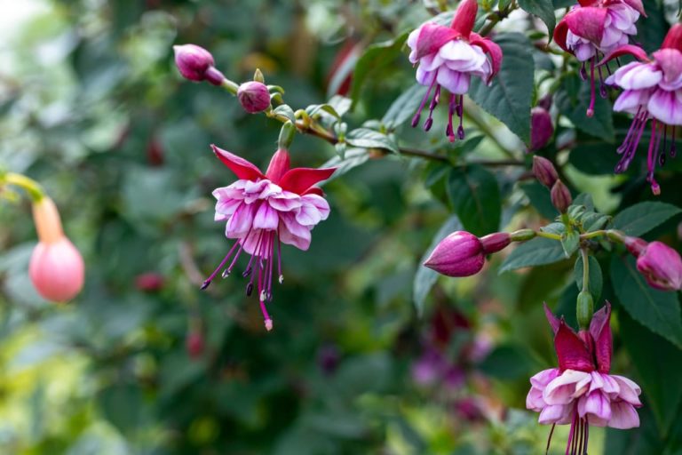 Fuchsia Growers' 7 Tips For Growing Vertically With Hanging Baskets ...