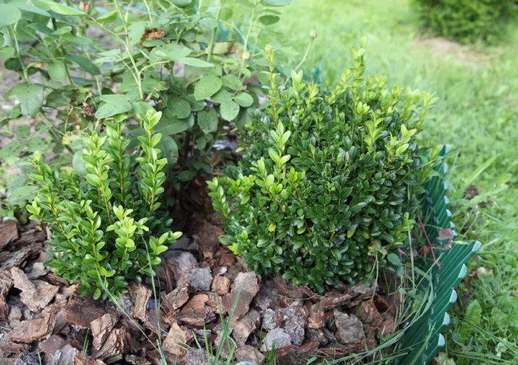 How & When To Feed Buxus (Box) | Horticulture.co.uk