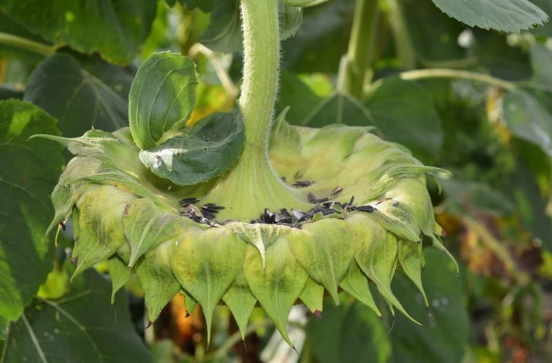 Transplant Shock And Underwatering: 6 Common Reasons For Drooping ...