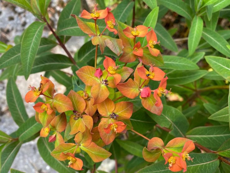 14 Excellent Euphorbia Varieties | Horticulture Magazine