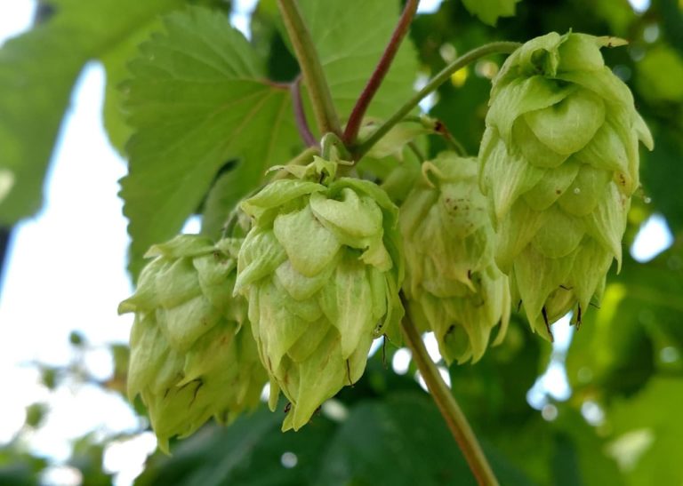 15 Heavenly Hop Varieties To Grow | Horticulture.co.uk