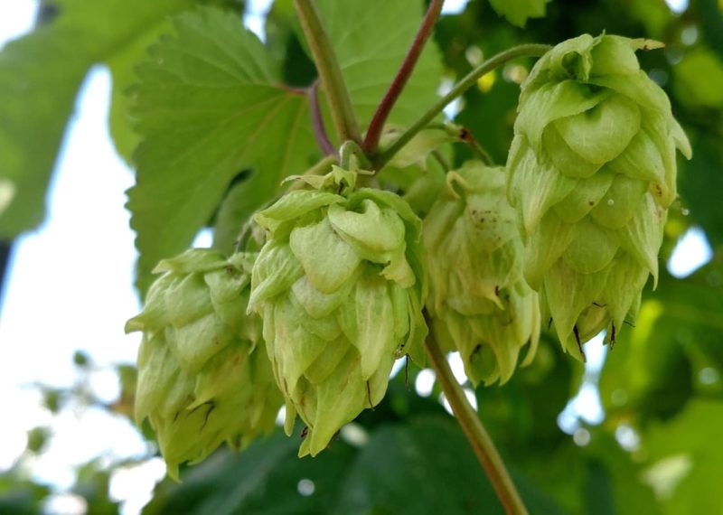 Exploring 15 Types Of Hops With The Owner Of This Canterbury Hops ...